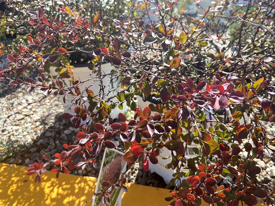 Are Barberry Bushes Poisonous To Dogs? - Know Before You...